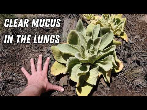 Unlocking Clear Mucus: Your Key to Enhanced Wellness Tech